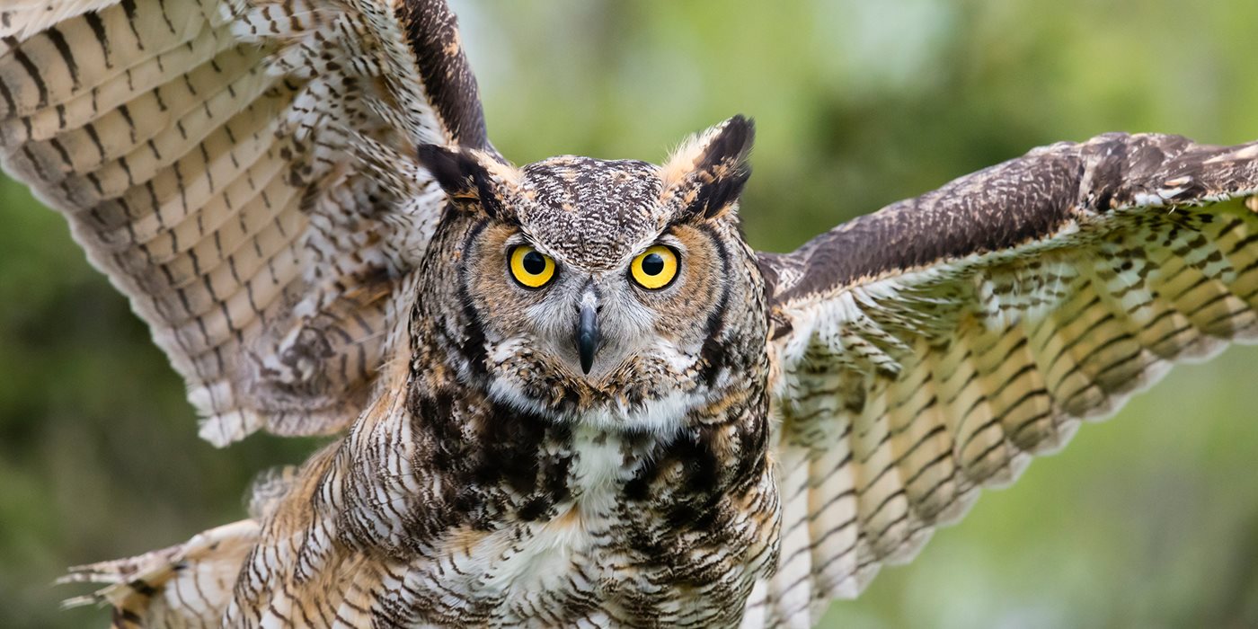 Veterinary Technology - NAIT