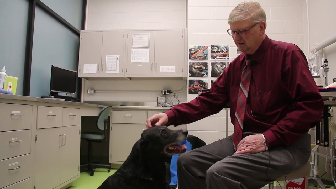 Veterinary Technology - NAIT