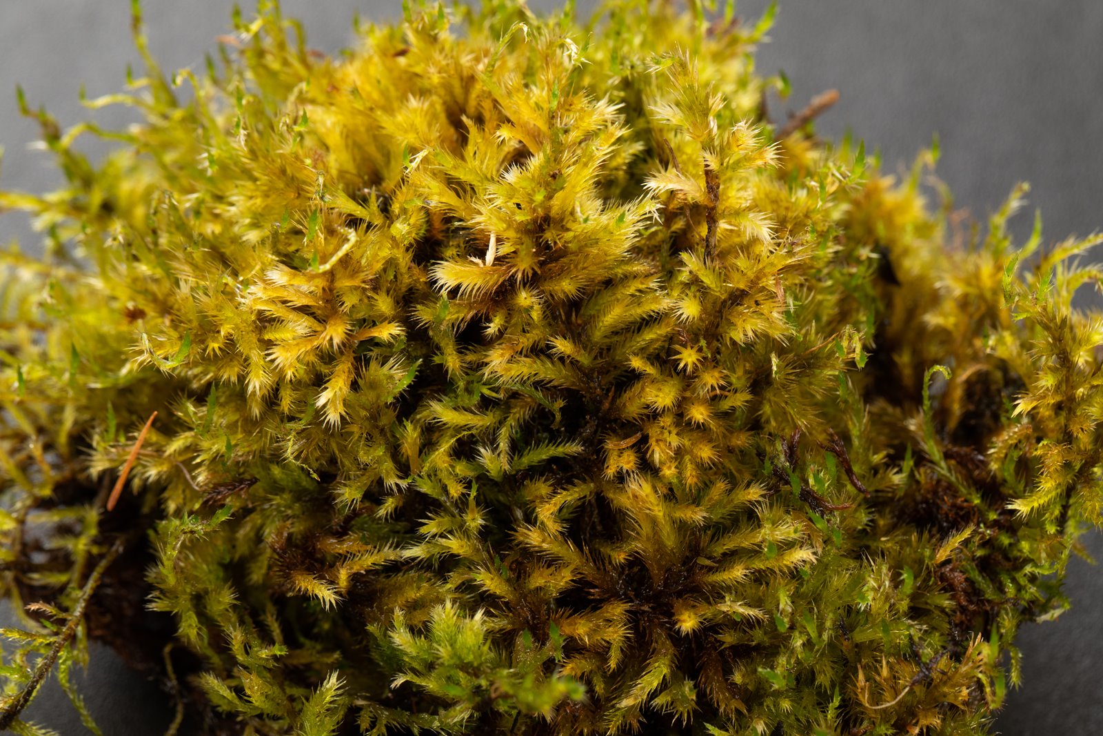 Home - NAIT Applied Research