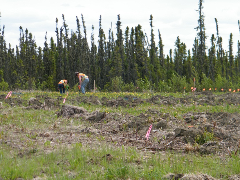 Reclamation Decision Support System (DSS)